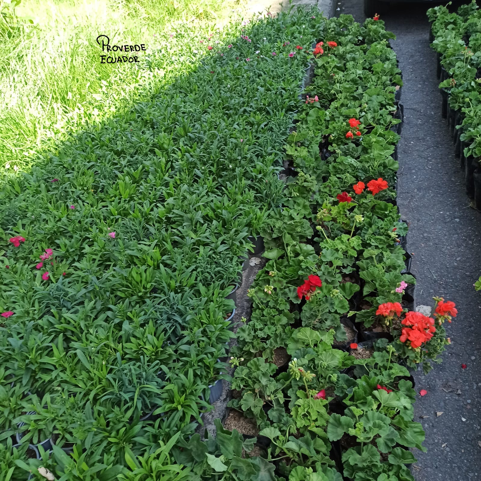 VENTA DE PLANTAS ORNAMENTALES - Proverde Ecuador